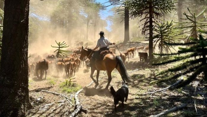 Trashumancia: Comenzó la entrega de permisos de veranada | NEUQUEN.COM ...