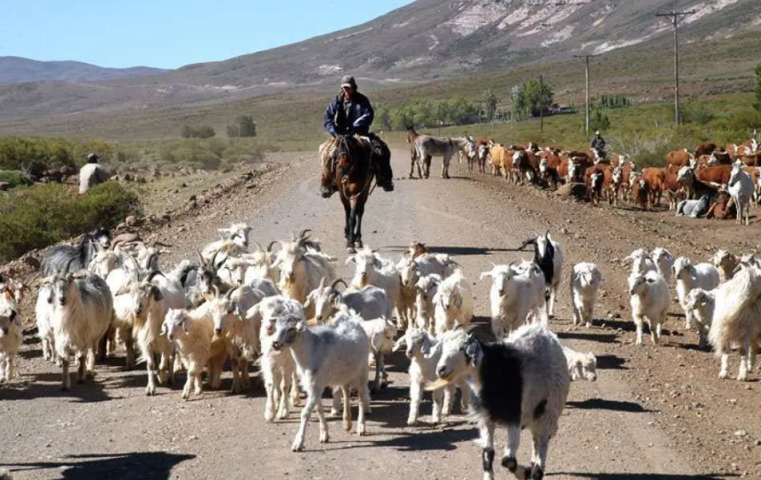 Trashumancia: Comenzó la entrega de permisos de veranada | NEUQUEN.COM ...